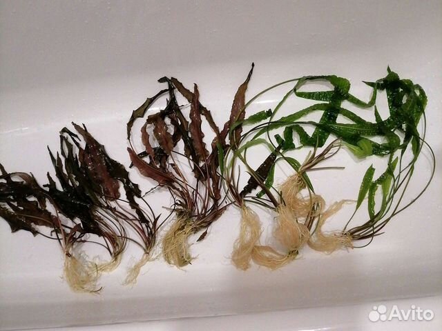 Аквариумные растения