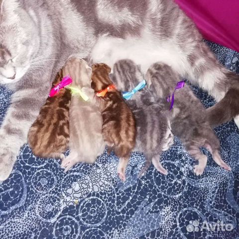 Шотландские котята