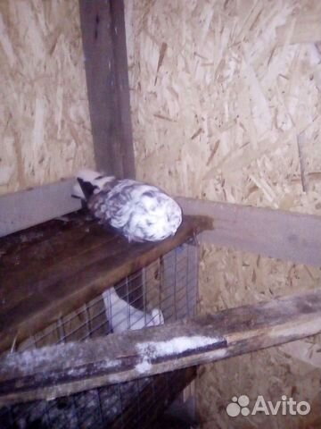 Продажа голубей