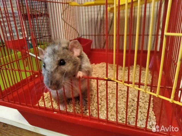 Отдам взрослого самца крысы