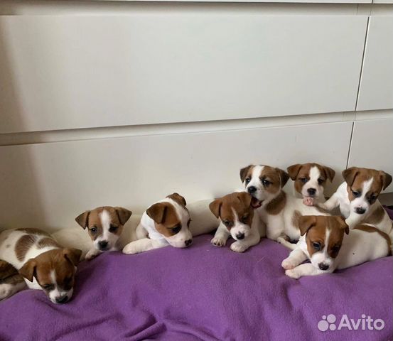 Наши славные малыши