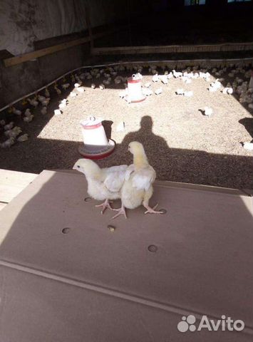 Куры бройлеры