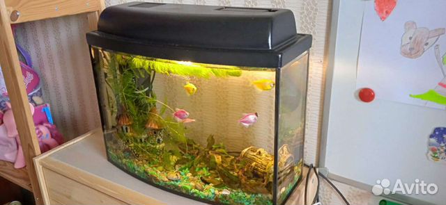 Аквариум с рыбками