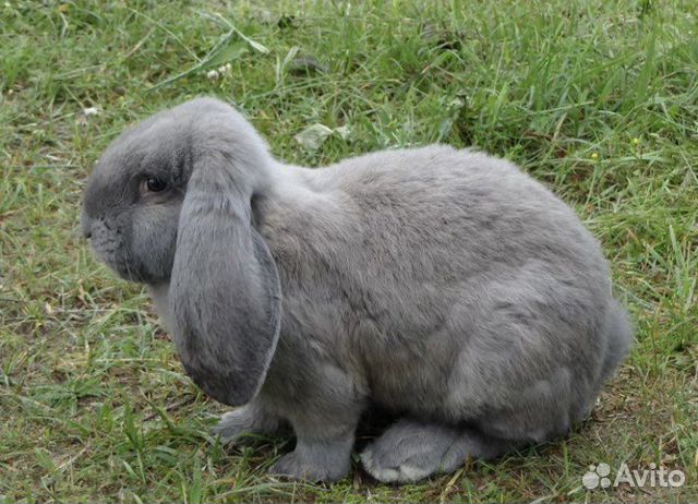 Кролик Баран