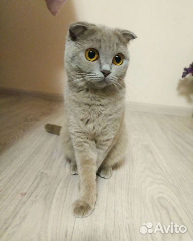 Британская вислоухая кошка. Ищем кота