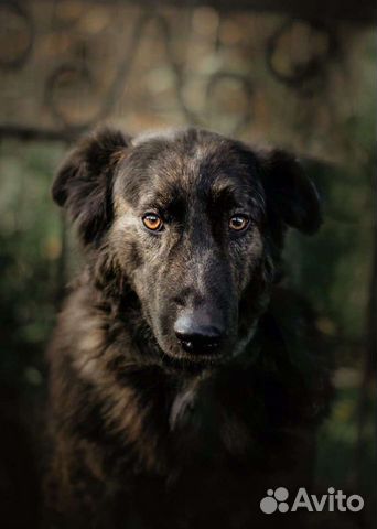 Пушистый мальчик ищет дом