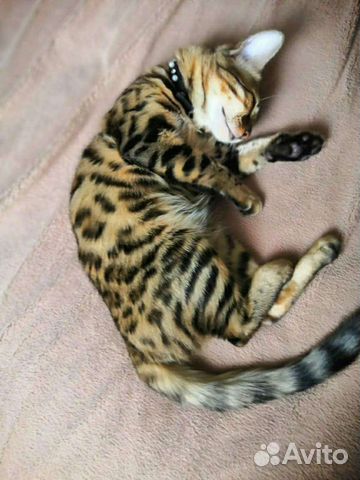 Бенгальская