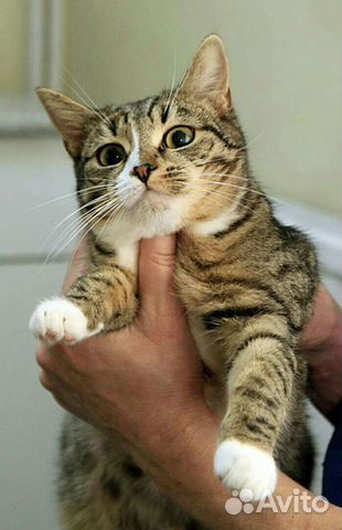 Кисуля Дашуля