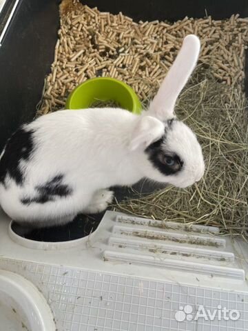 Крольчиха декоративная