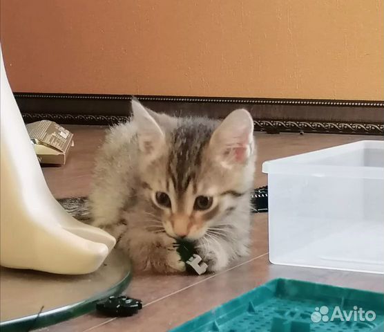 Интерьерные коты