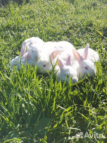 Крольчата Белый Панон