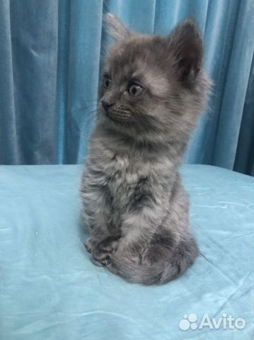 Котята русская голубая (нибелунг)