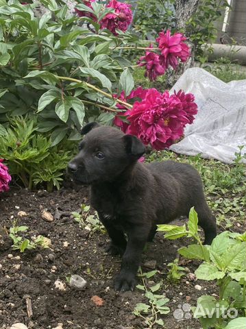 Отдам щенка