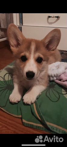 Щенки корги