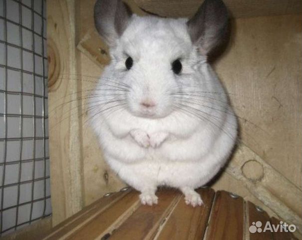 Шиншилла,белый Вильсон,девочка