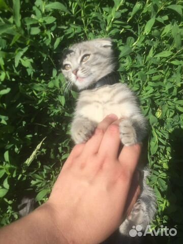 Британские вислоухие котята