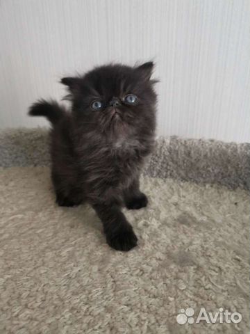 Персидская кошка