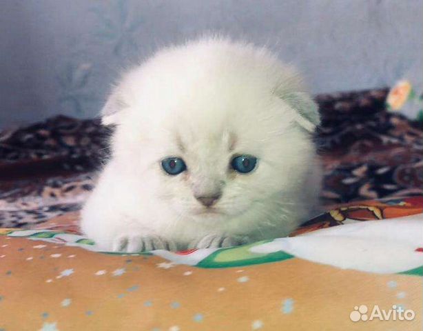 Шотландская вислоухая