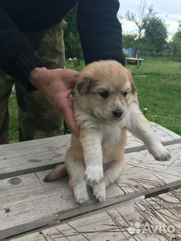Щенки Бобтейла бесплатно