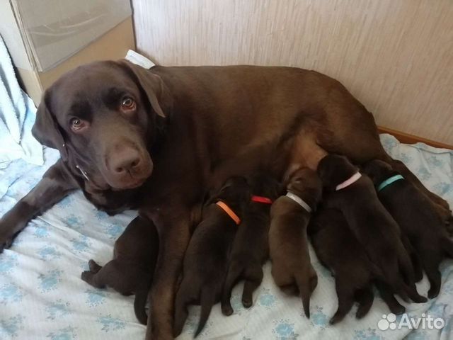 Щенки лабрадора (шоколадки)