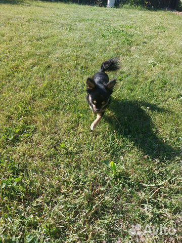 Продам чихуа хуа 19 апреля исполнился год.продаю в