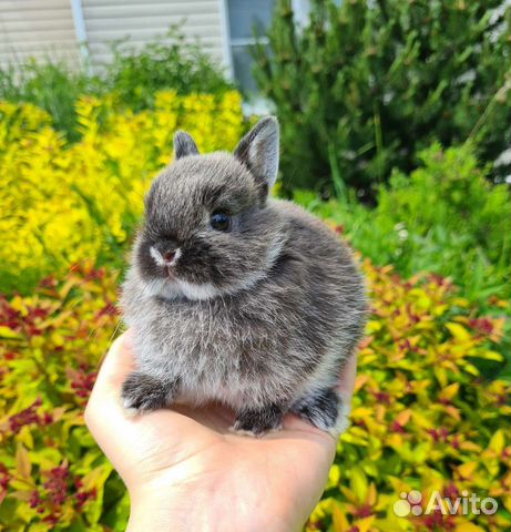 Декоративные карликовые вислоухие крольчата