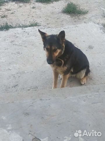 Немецкая овчарка в добрые руки