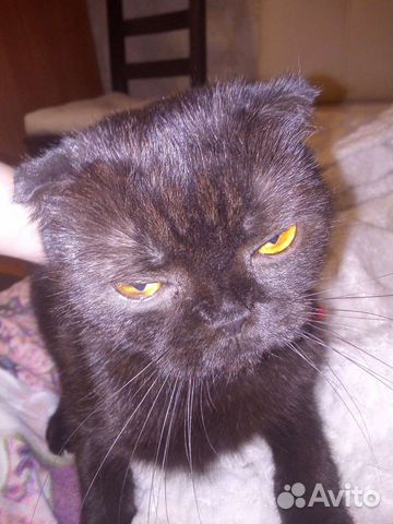 Шотландская вислоухая кошка