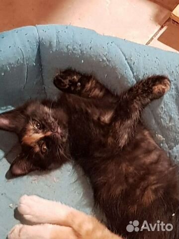 Фирочка кошечка