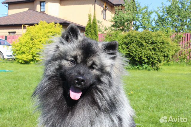 Кеесхонд вольфшпиц вязка