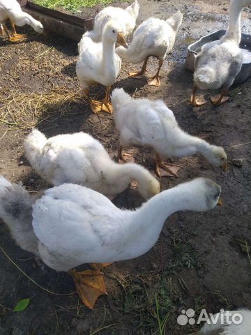 Гусята Холмогоры полтора месяца