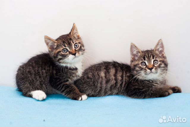 Малютка 1,5 месяца в добрые руки