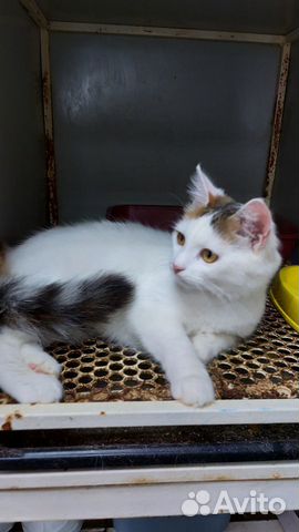 Сладкая куколка в добрые ручки