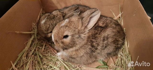 Декоративные кролики