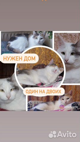 Неразлучники ищут дом