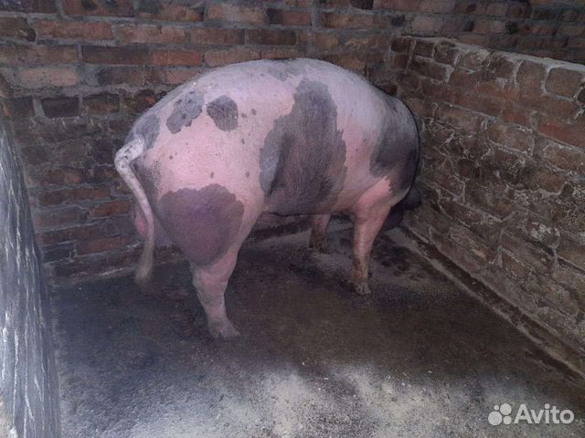 Кабан на племя