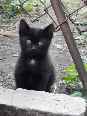 Черный котенок в добрые руки
