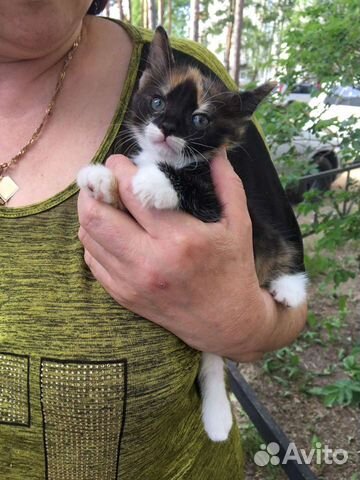 Кошка девочка 1.5 -2 мес