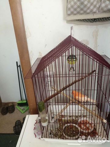 Певчие птицы