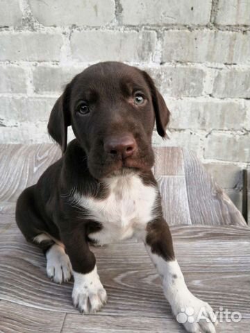 Собаки щенки