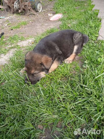 Немецкая овчарк