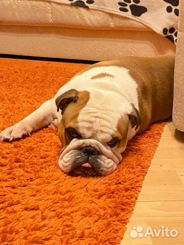 Английский бульдог вязка