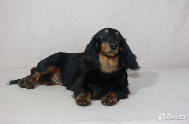 Длинношерстная девочка подрощенная миниатюра