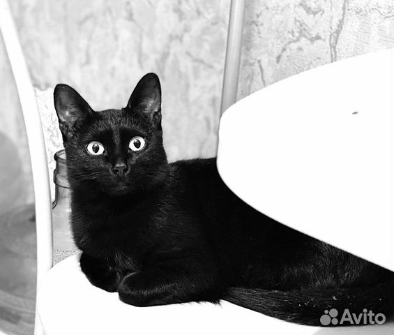 Домашняя мини-пантера