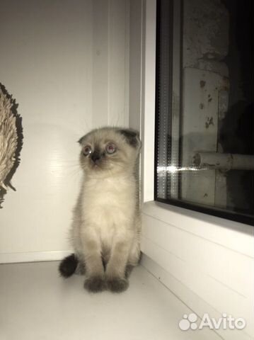 Британские сиамские вислоухие котята