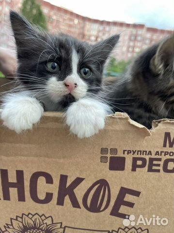 Котята в опасности