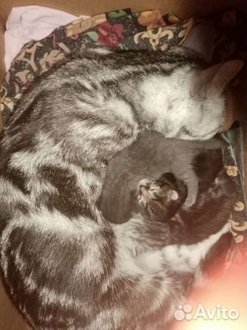 Британские котята