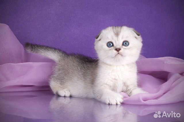 Скоттиш фолд котята