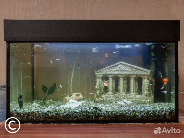 Отдам аквариум с рыбками, продам оборудование