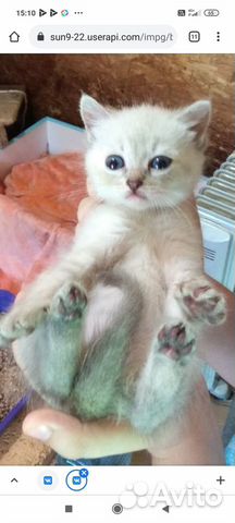 Которебенок Тайчонок